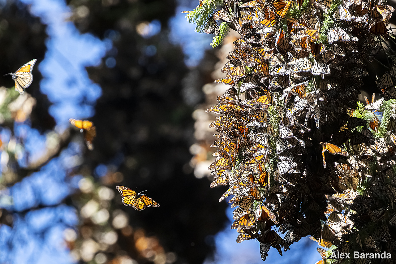 Mexico: Journey to the Monarch Sanctuary - Sojourn of a Penguin