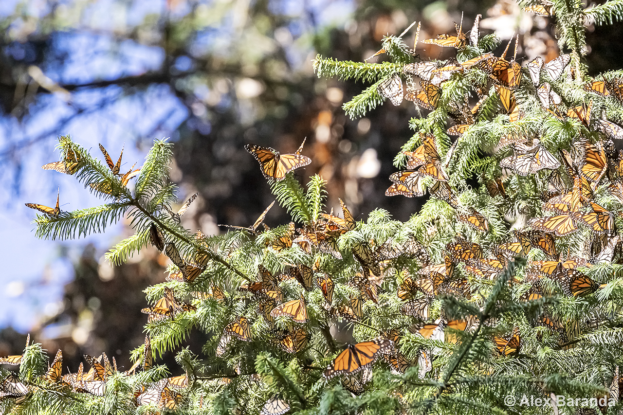 Mexico: Journey to the Monarch Sanctuary - Sojourn of a Penguin